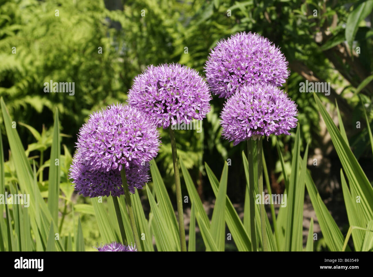 Allium aflatunense flower heads Stock Photo - Alamy