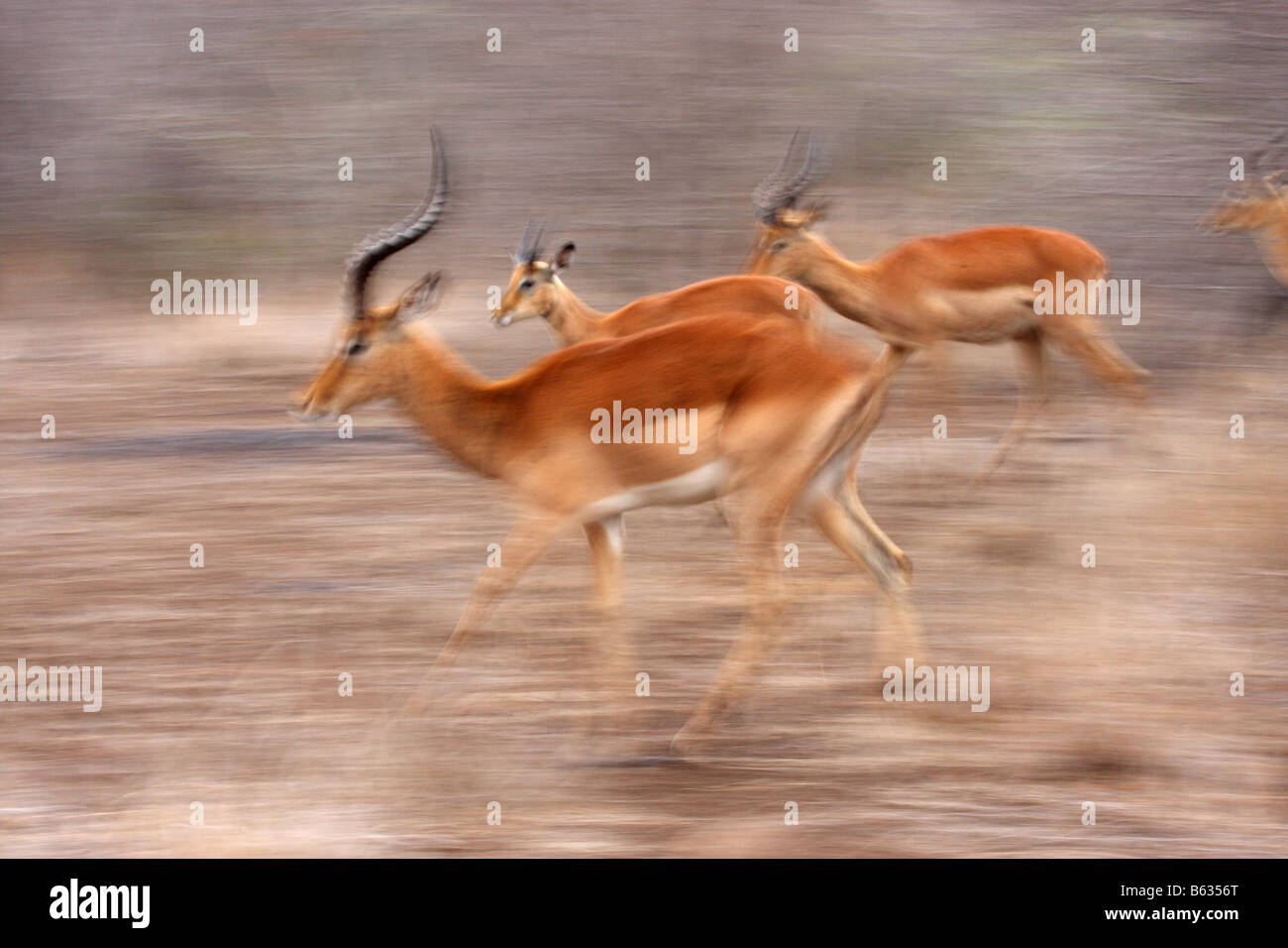 Running impala hi-res stock photography and images - Alamy