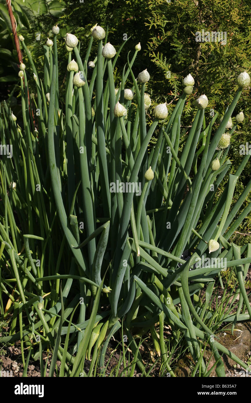 Allium fistulosum Welsh Onion Stock Photo - Alamy