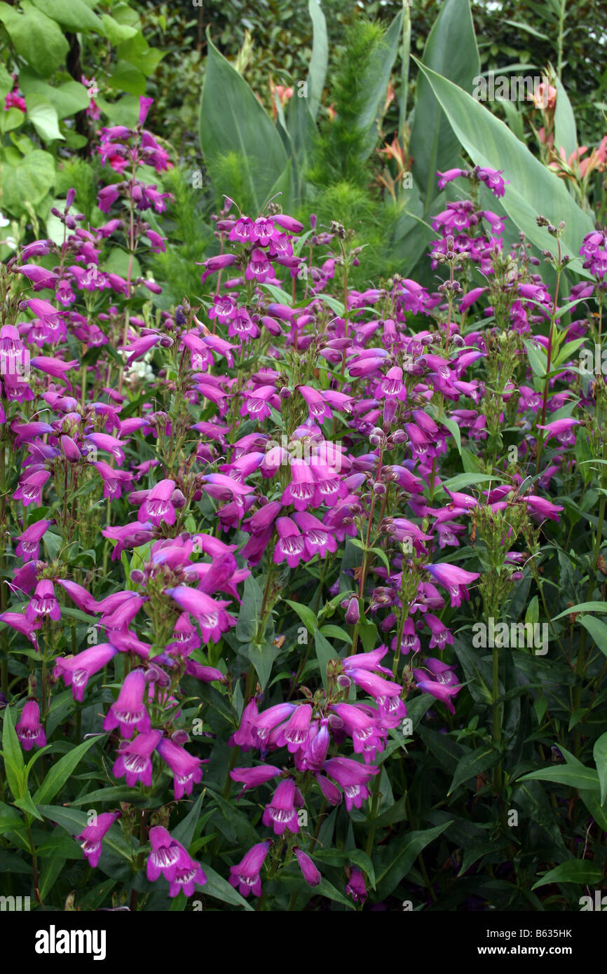 Penstemon bloom hi-res stock photography and images - Alamy