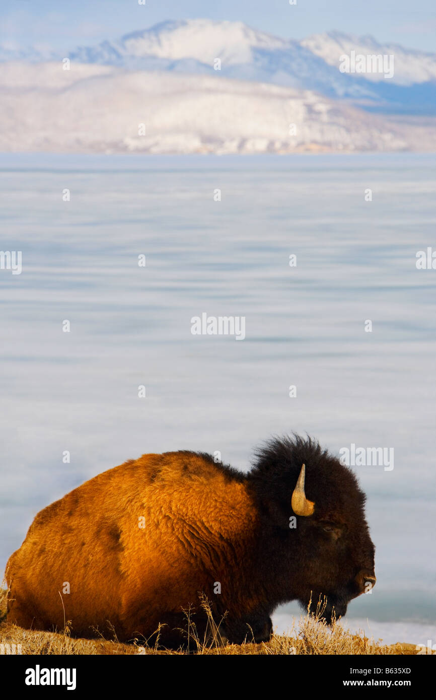 American bison (Bison bison) sitting at the lakeside, Yellowstone ...