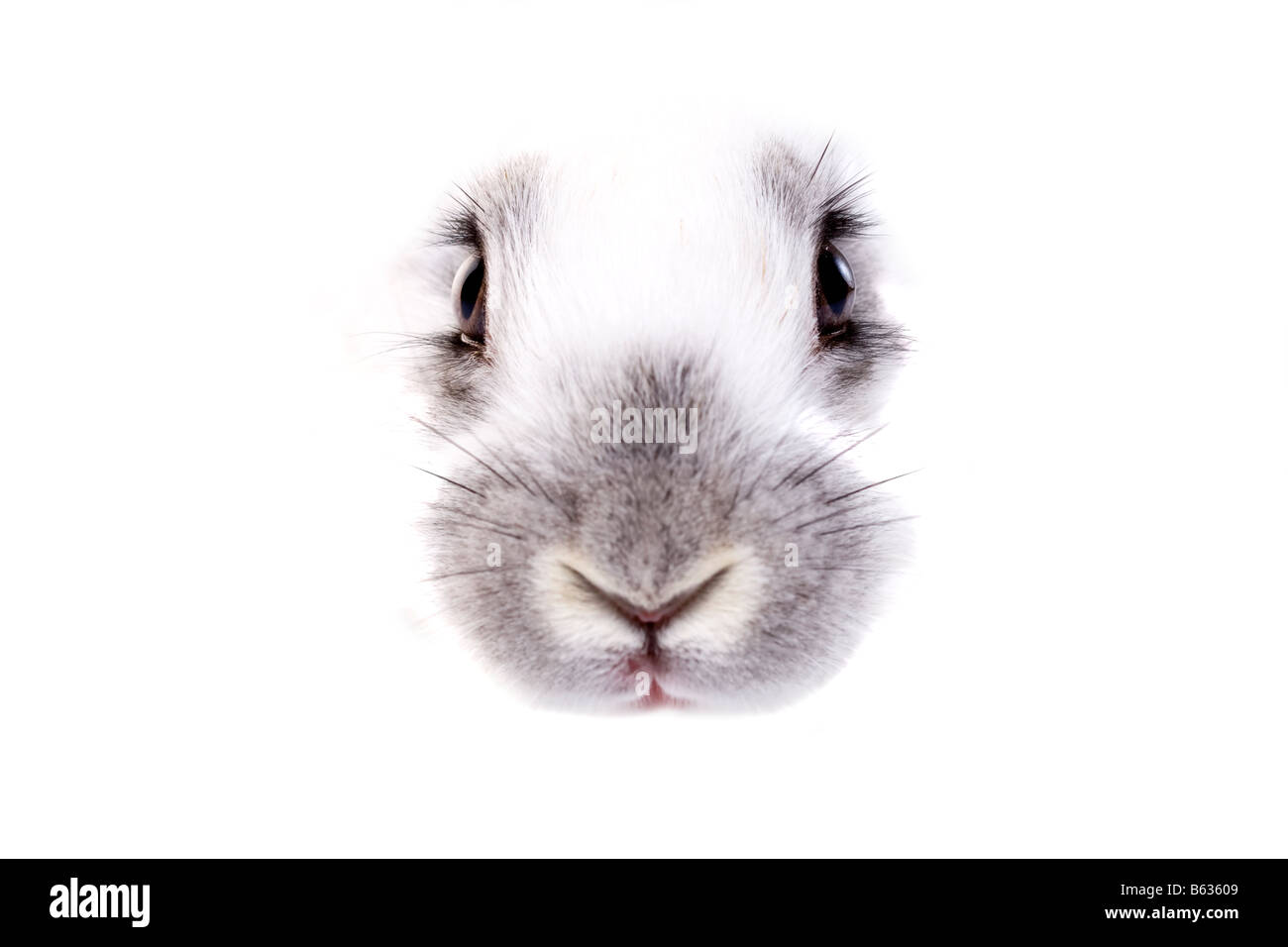 rabbit isolated on white background Stock Photo - Alamy