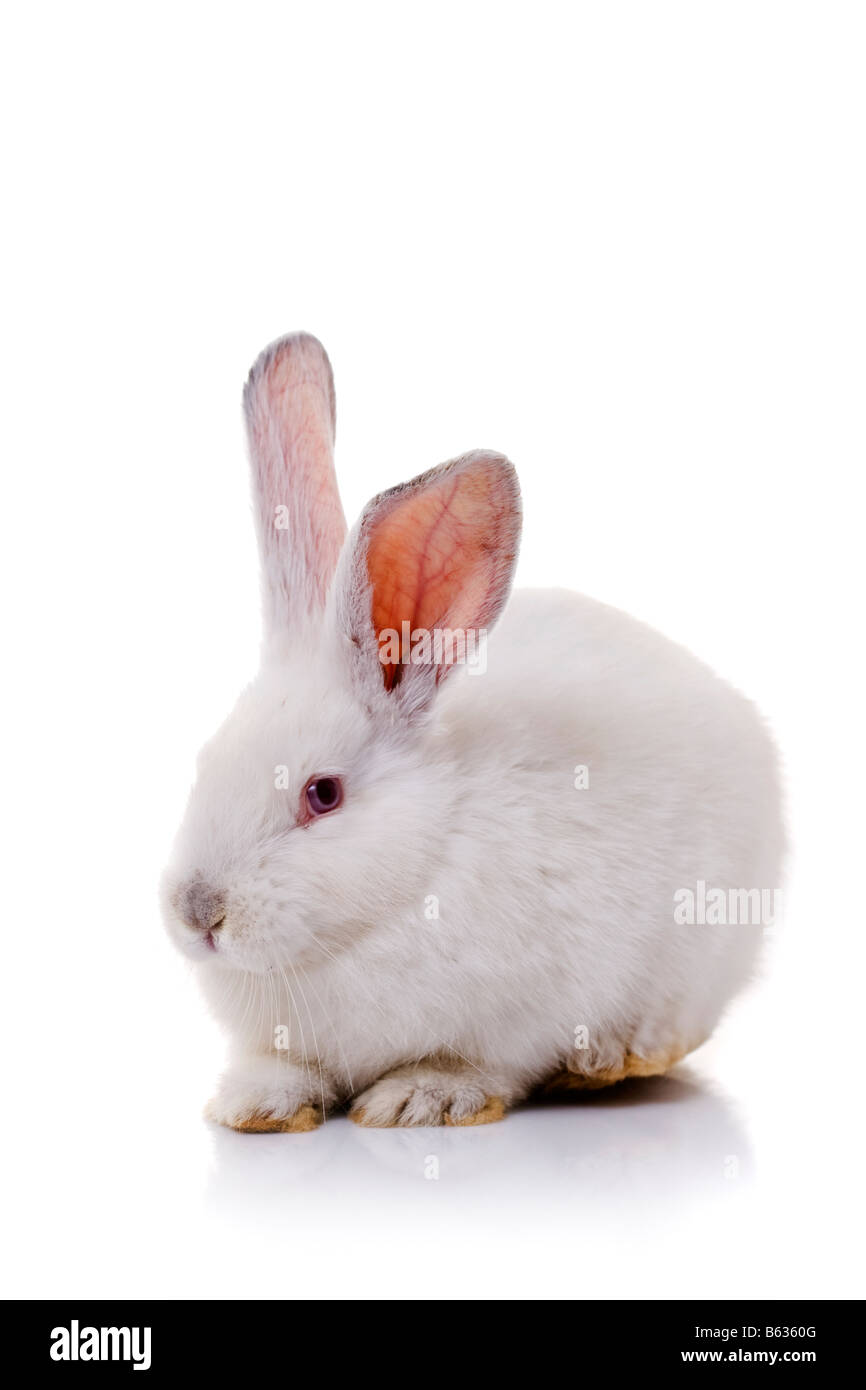 rabbit isolated on white background Stock Photo - Alamy