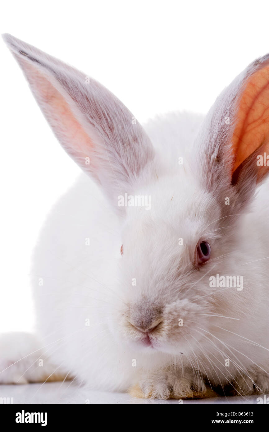 rabbit isolated on white background Stock Photo - Alamy