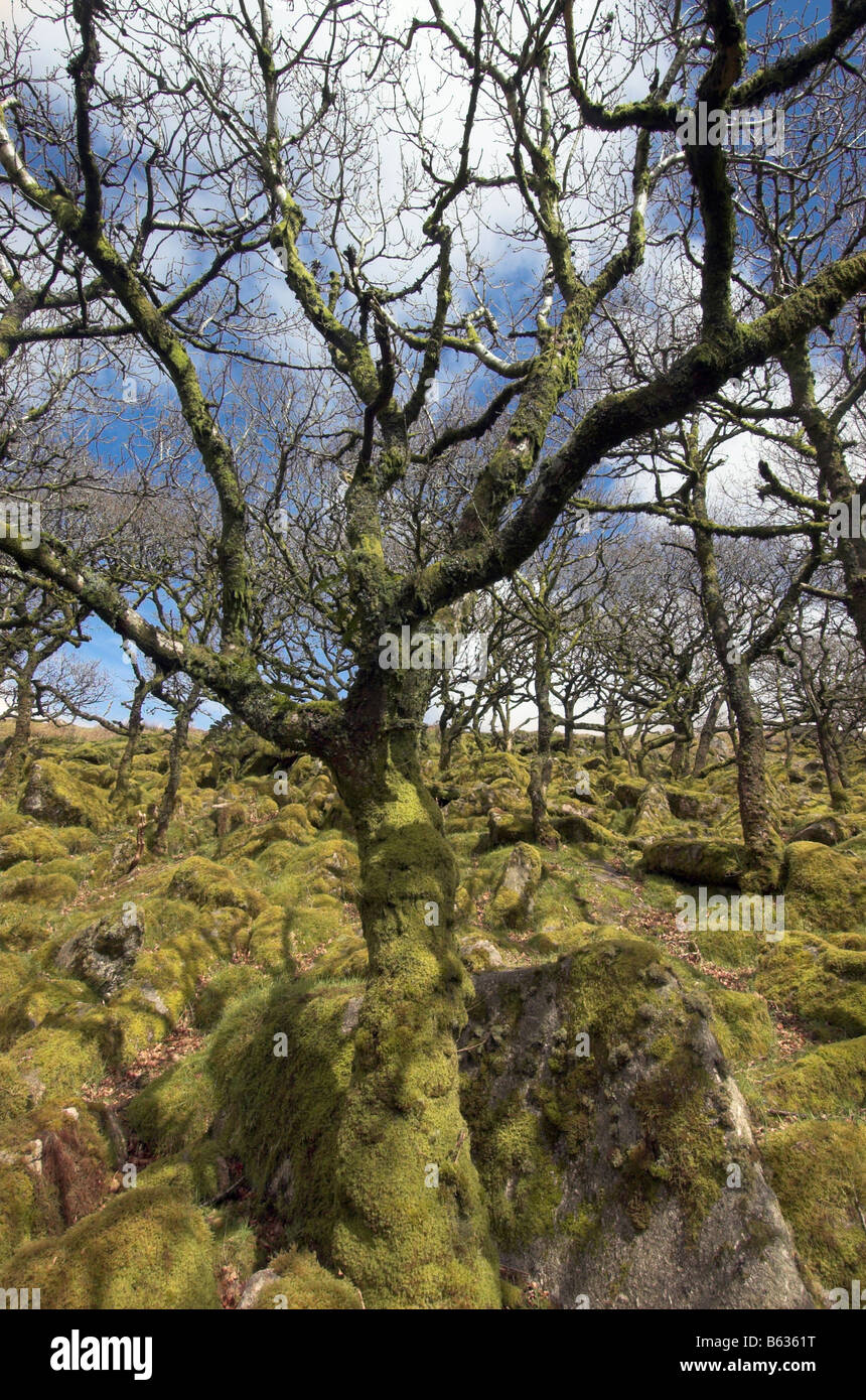 Mossy rocks and trees in Wistmans Wood on Dartmoor Stock Photo - Alamy