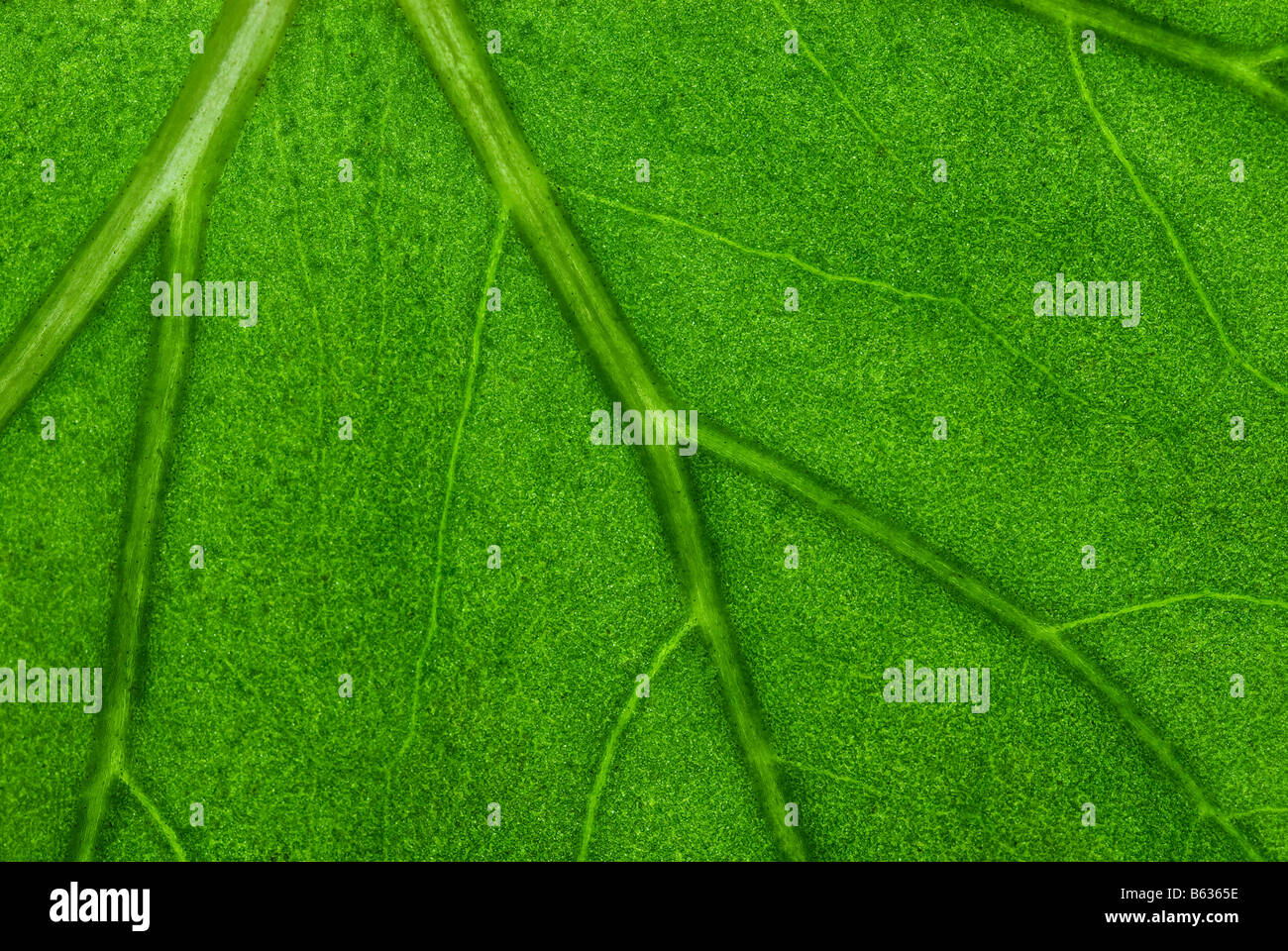 Leaf object hi-res stock photography and images - Alamy
