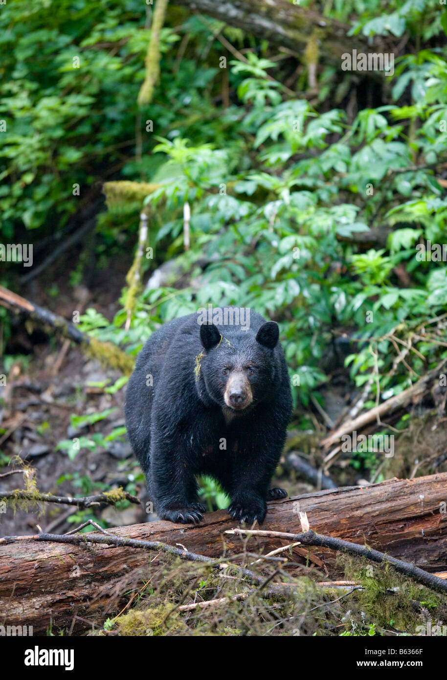 USA Alaska Kake Black Bear Ursus americanus standing balanced on log ...