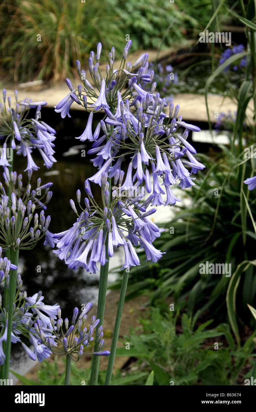 Agapanthus angela african blue lily hi-res stock photography and images ...