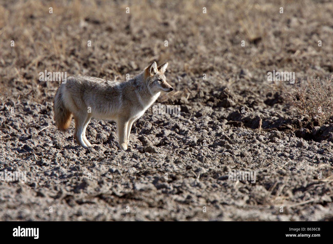 Coyote in Saskatchewan field Stock Photo - Alamy