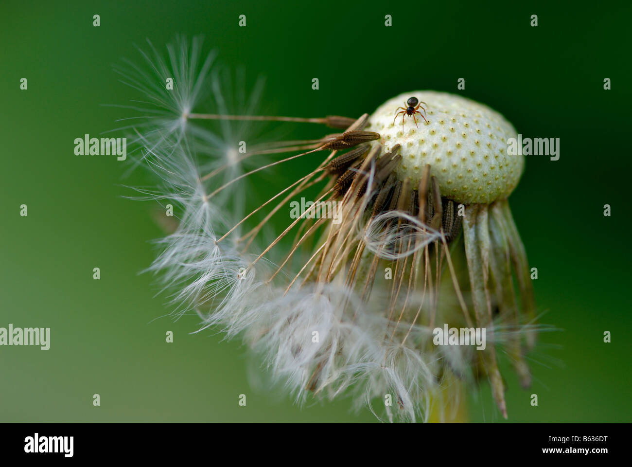 Close up ant dandelion hi-res stock photography and images - Alamy