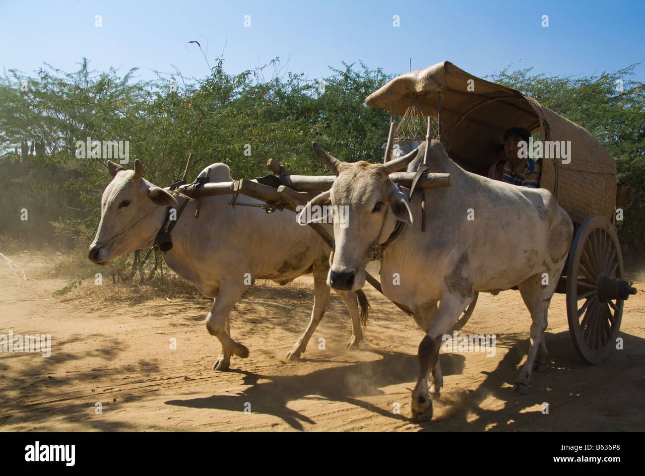 Ox carriage on a dustry road Bagan Pagan Myanmar Burma Stock Photo - Alamy