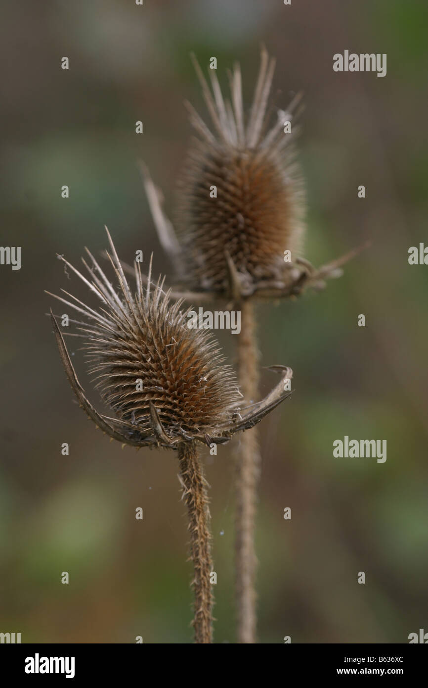 Dead seed husk hi-res stock photography and images - Alamy