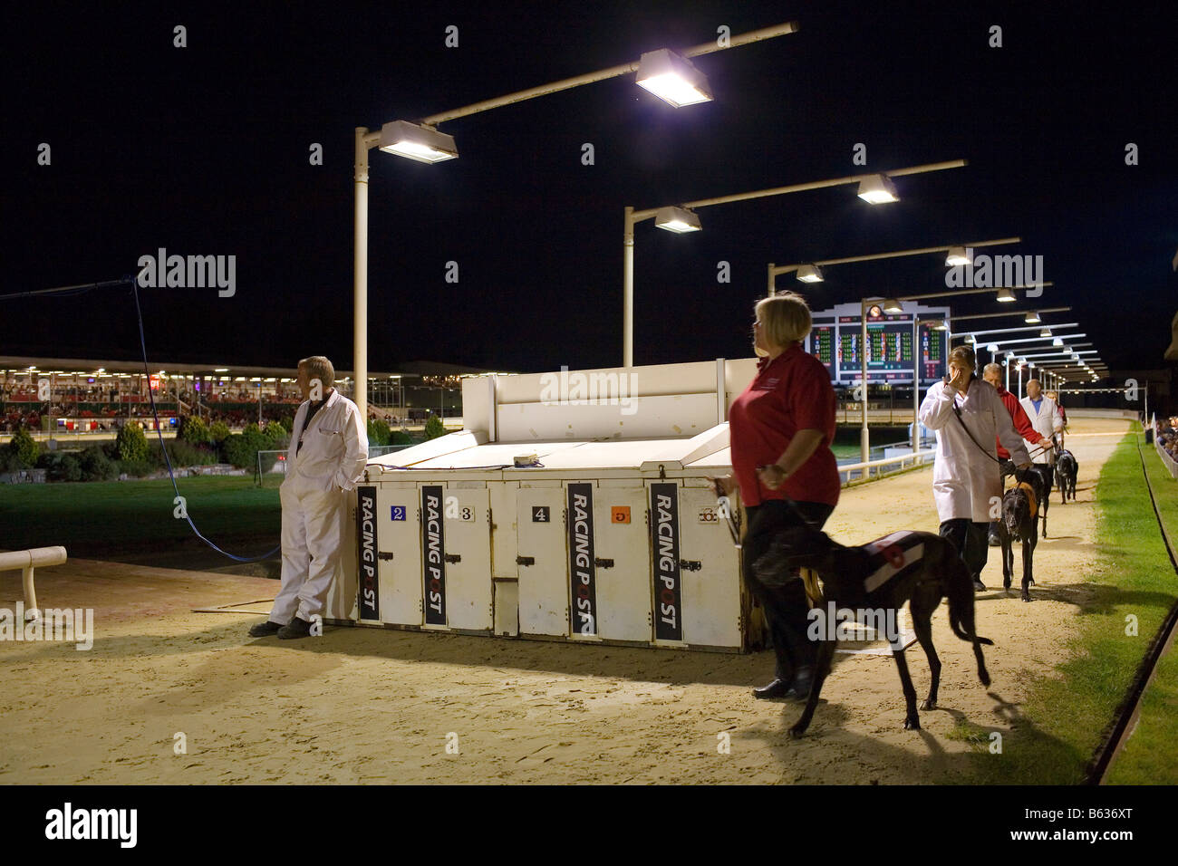 Greyhounds are takens to the trap before a night time race Stock Photo ...