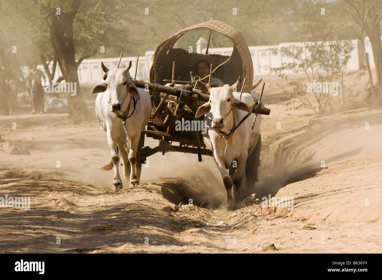 Ox Carriage High Resolution Stock Photography and Images - Alamy