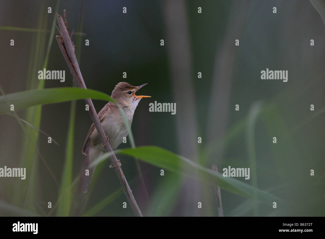 Singing reed warbler acrocephalus hi-res stock photography and images ...