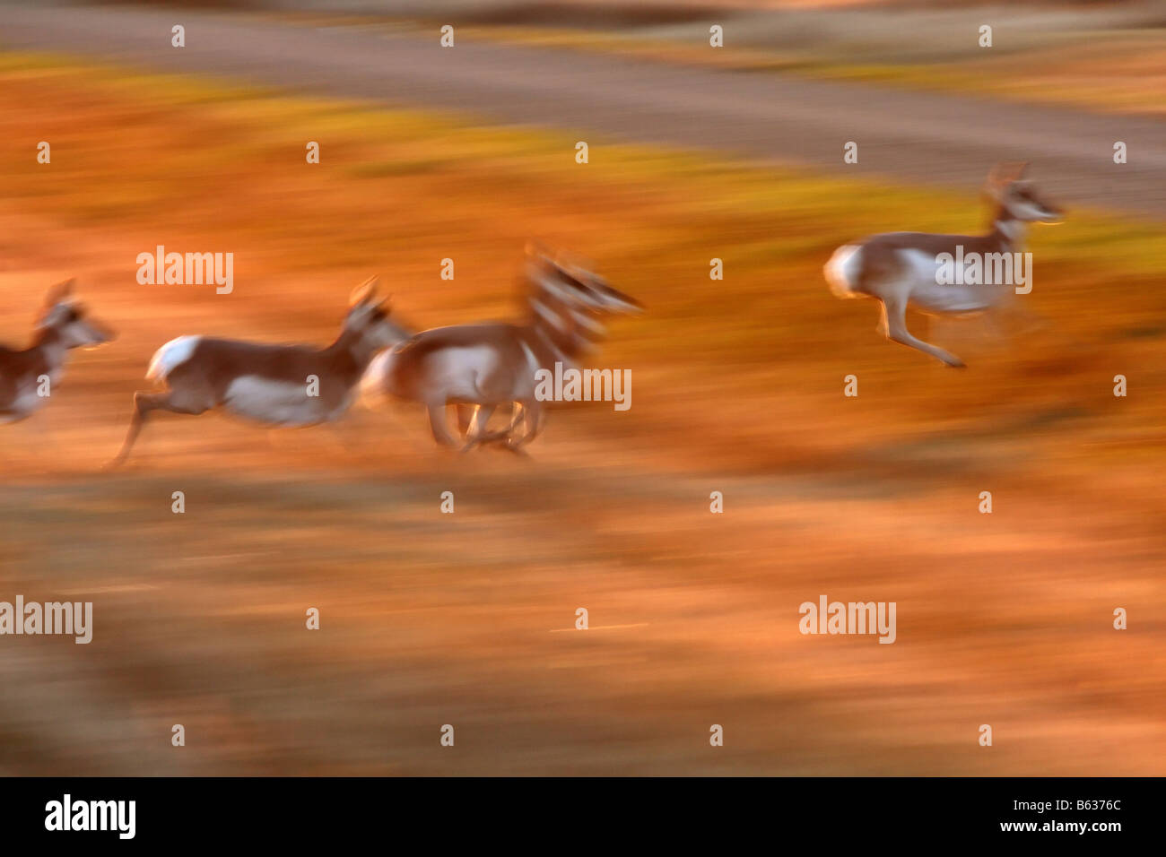 Pronghorn running saskatchewan hi-res stock photography and images - Alamy