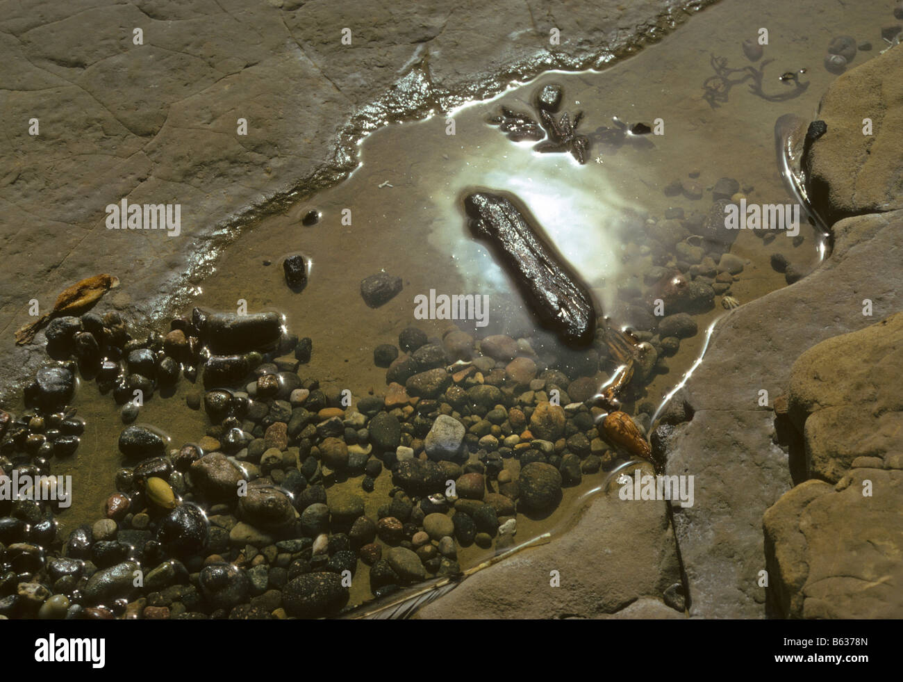 Water-worn stick and rocks fill puddle in tidal pool at beach Stock ...