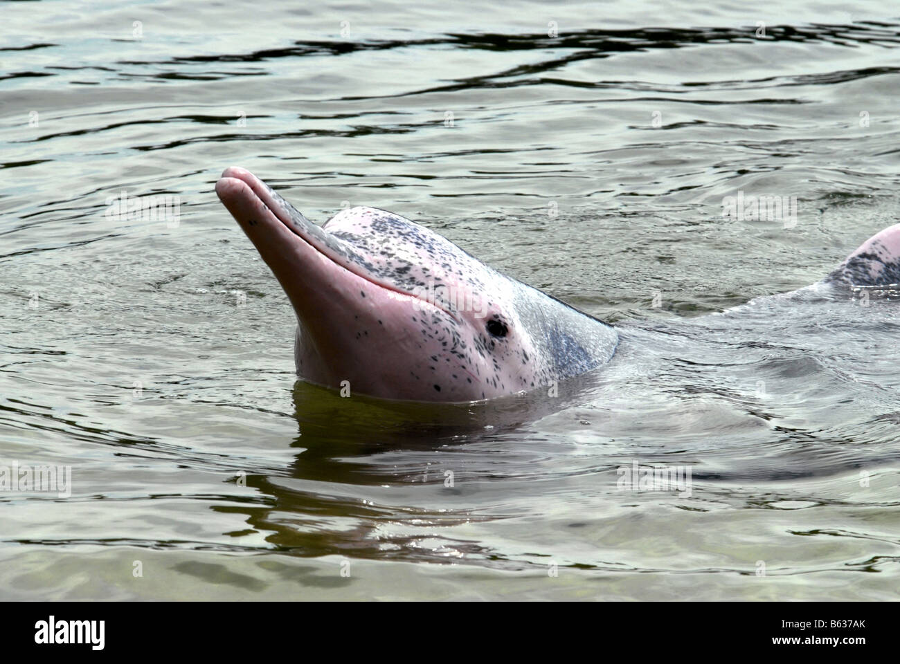 DOLPHIN LAGOON IN SENTOSA SINGAPORE Stock Photo - Alamy