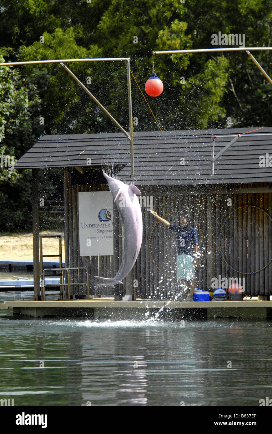 DOLPHIN LAGOON IN SENTOSA SINGAPORE Stock Photo - Alamy