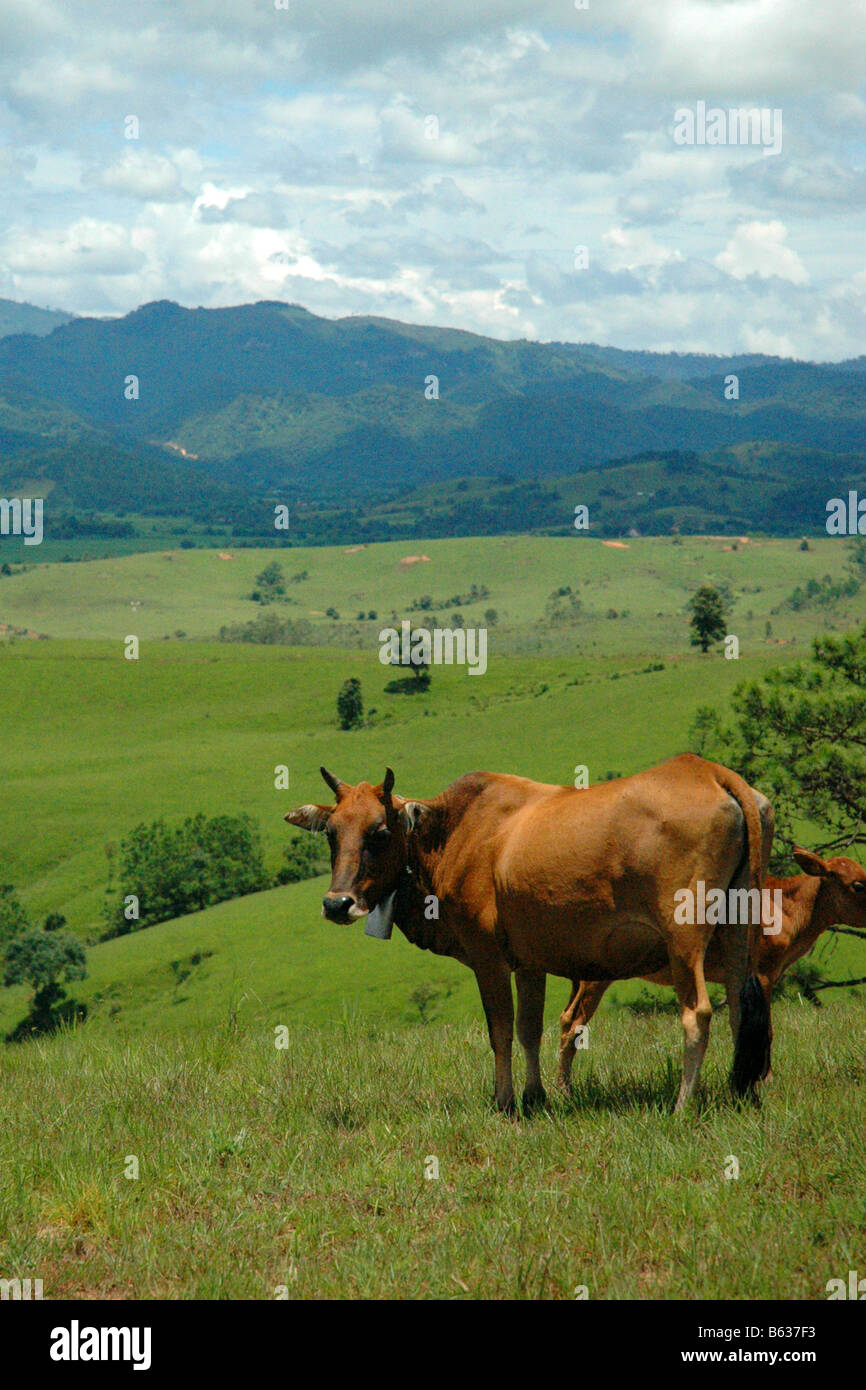 Vietnamese cow hi-res stock photography and images - Alamy