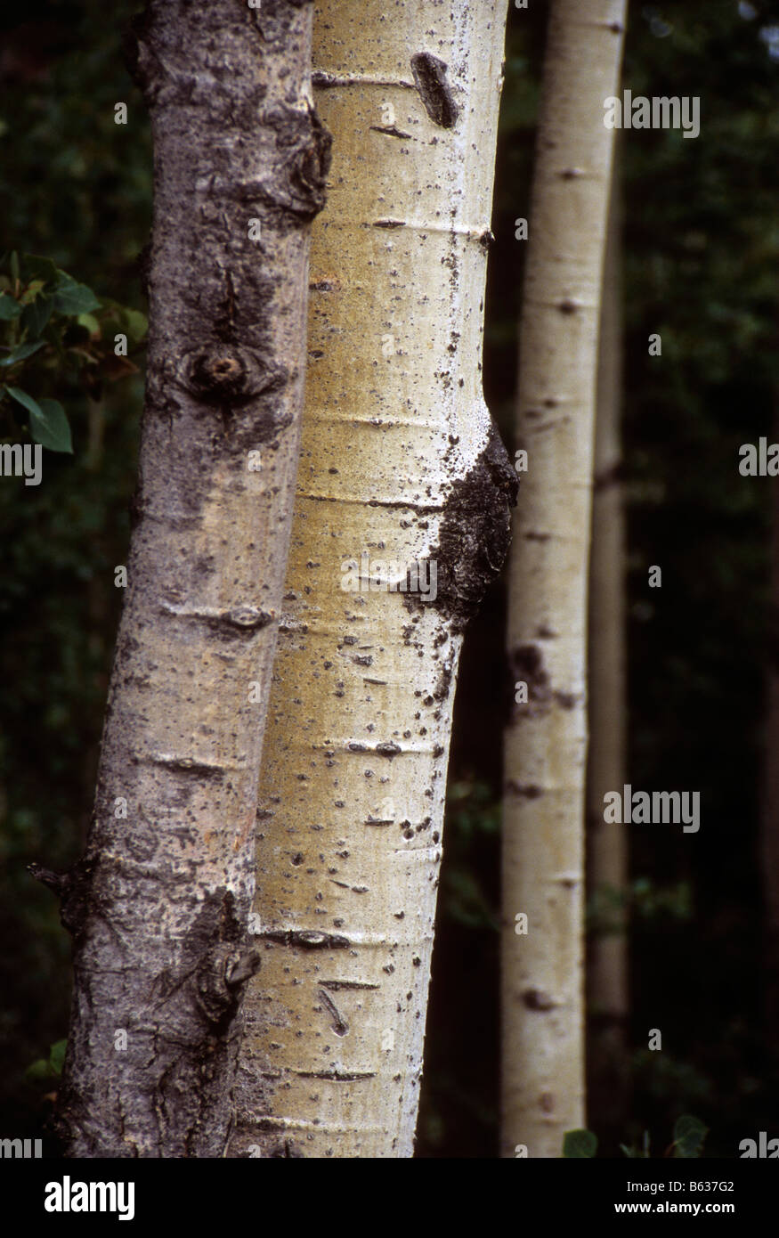 Bark Of Quaking Aspen Trees In High Sierra Range Of California Stock