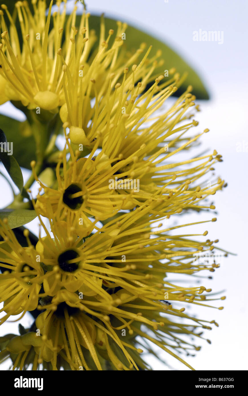 A GARDEN FLOWER IN SENTOSA SINGAPORE Stock Photo - Alamy