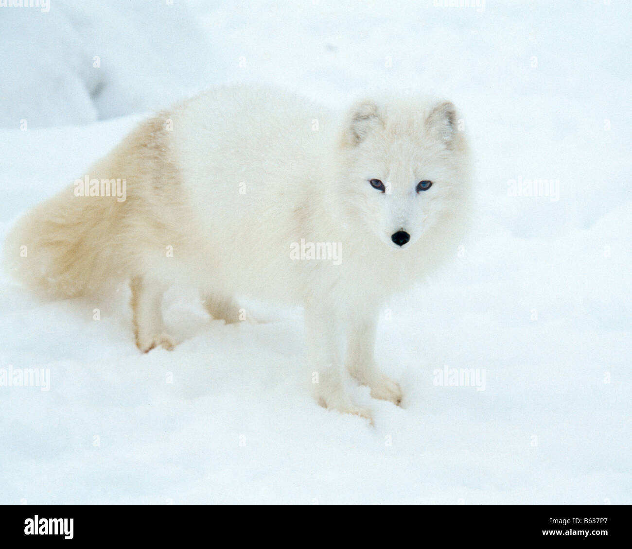 Arctic fox snow tail hi-res stock photography and images - Alamy