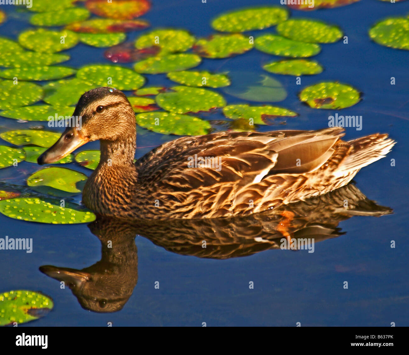 A duck swims through water foliage in a lake Stock Photo - Alamy