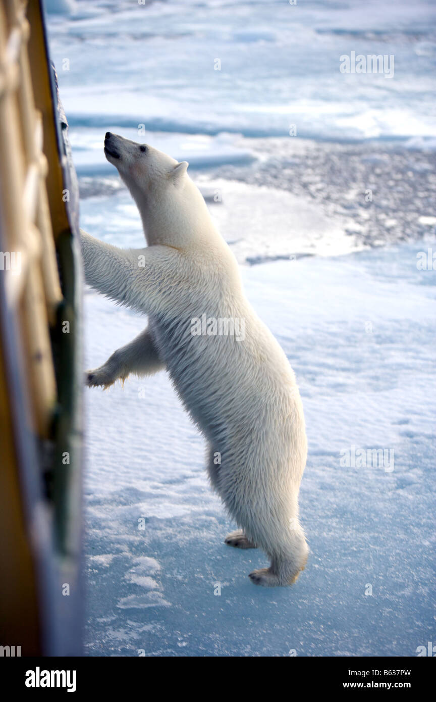 Curious polar bear leaning on ship in pack-ice Stock Photo - Alamy