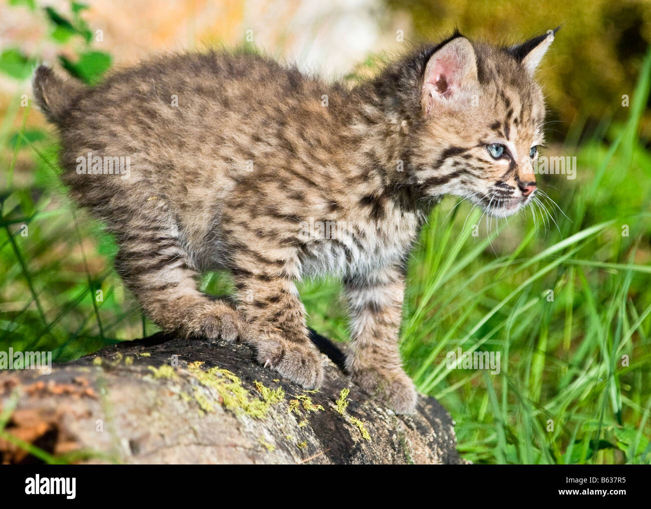 Bobcat on a log hi-res stock photography and images - Alamy