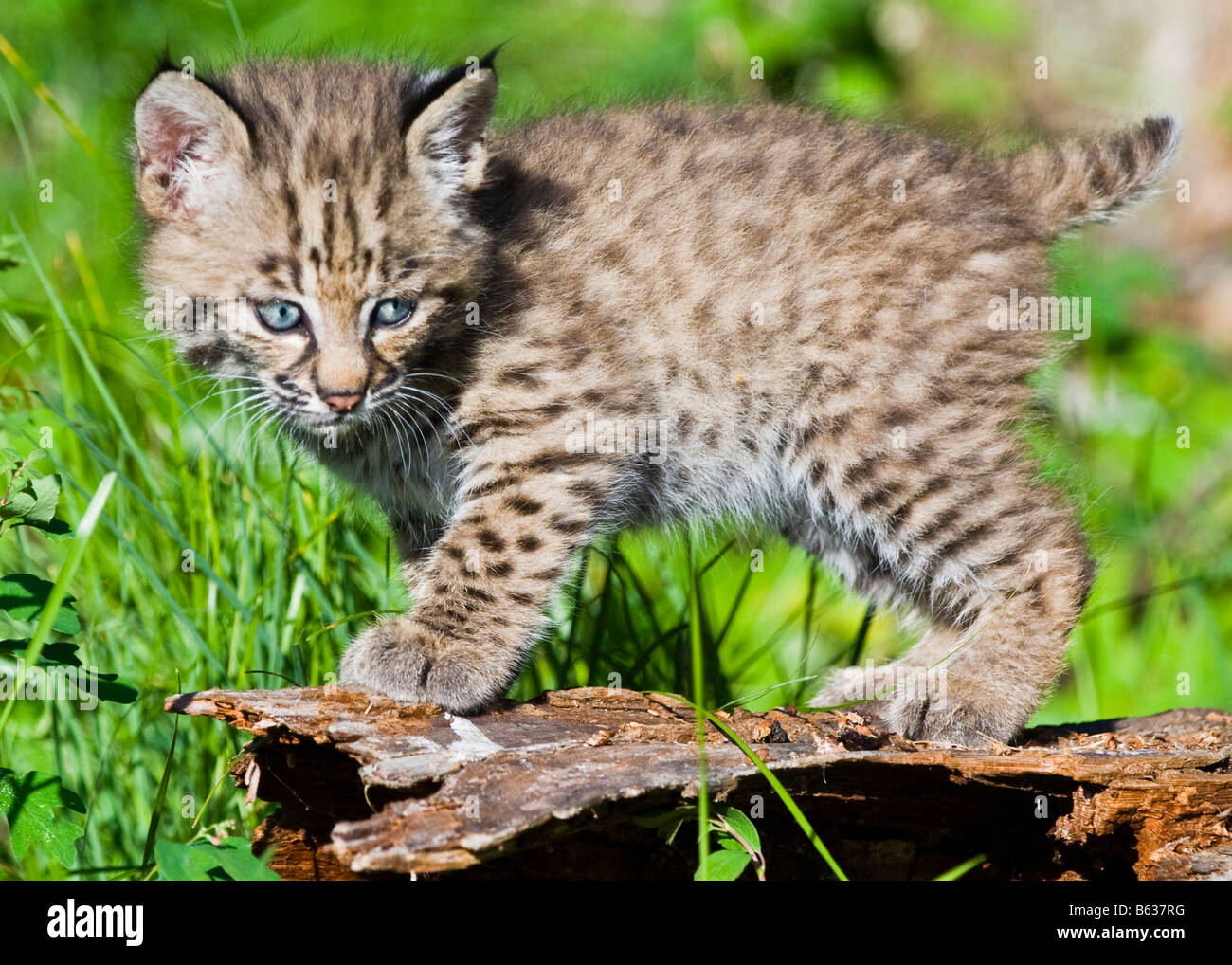 Bobcat on a log hi-res stock photography and images - Alamy