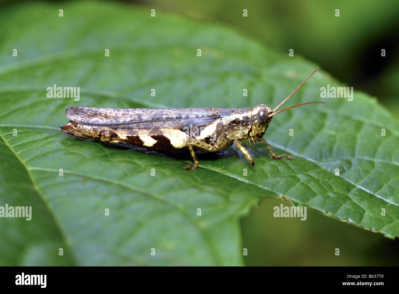 A GRASSHOPPER IN INSECT KINGDOM IN SENTOSA SINGAPORE Stock Photo - Alamy