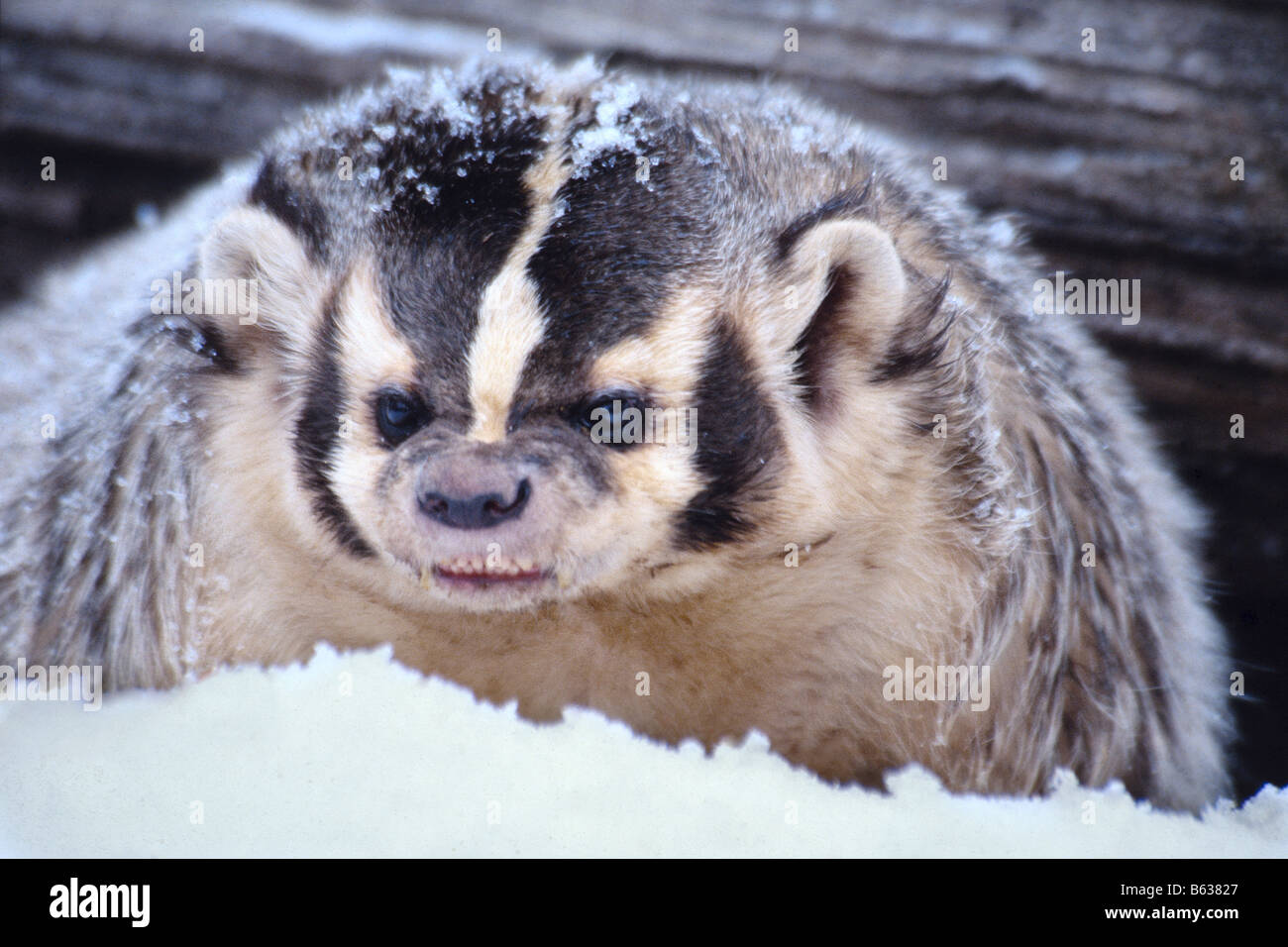 American Badger Den High Resolution Stock Photography and Images - Alamy