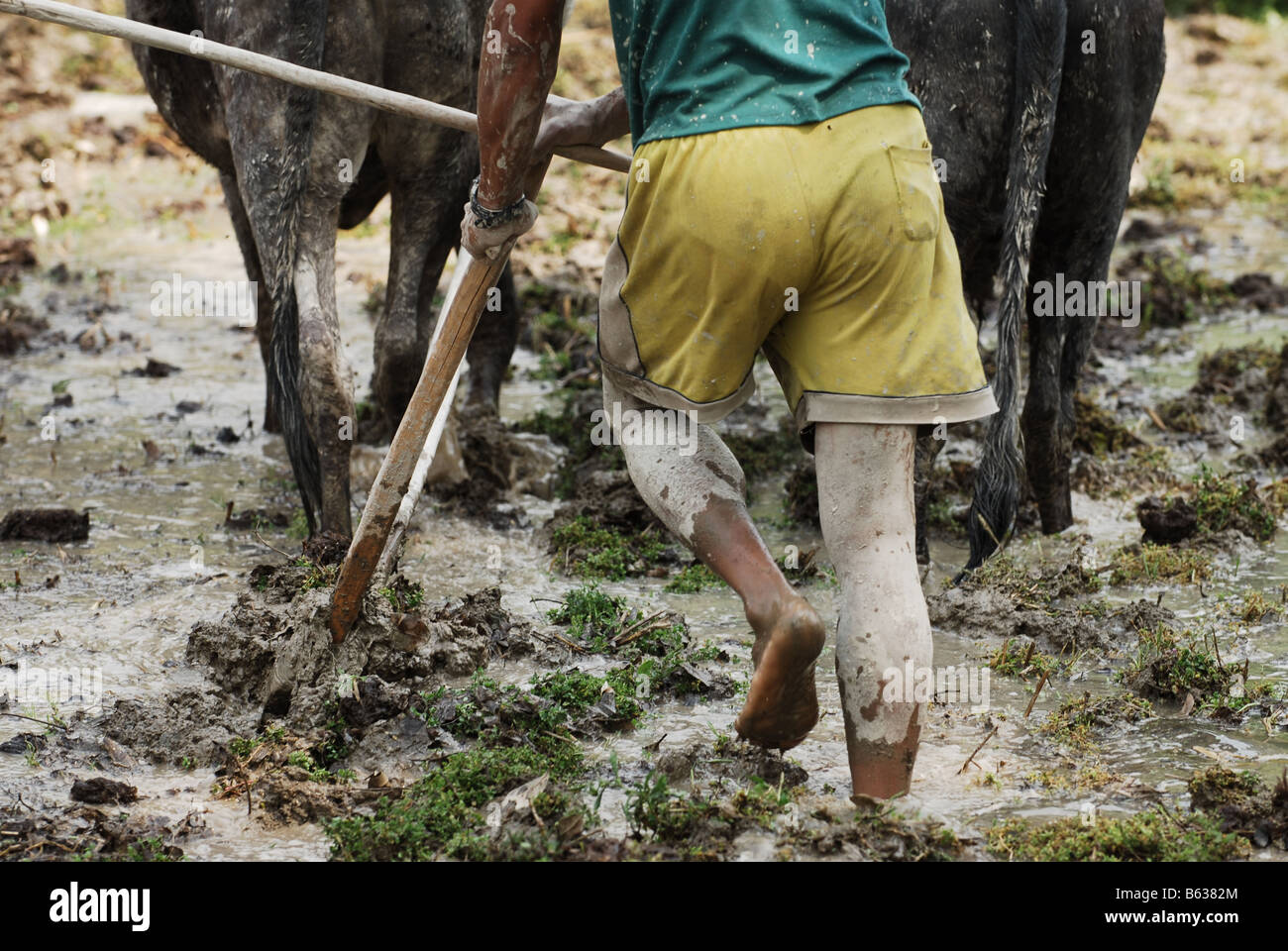 Using cattle to plough the terraced paddy fields in the hills of Nepal ...