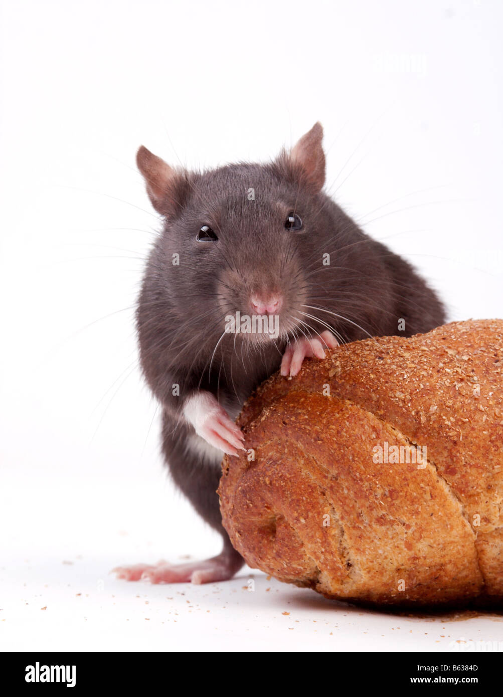 Rats very clever and artful rodents Stock Photo - Alamy