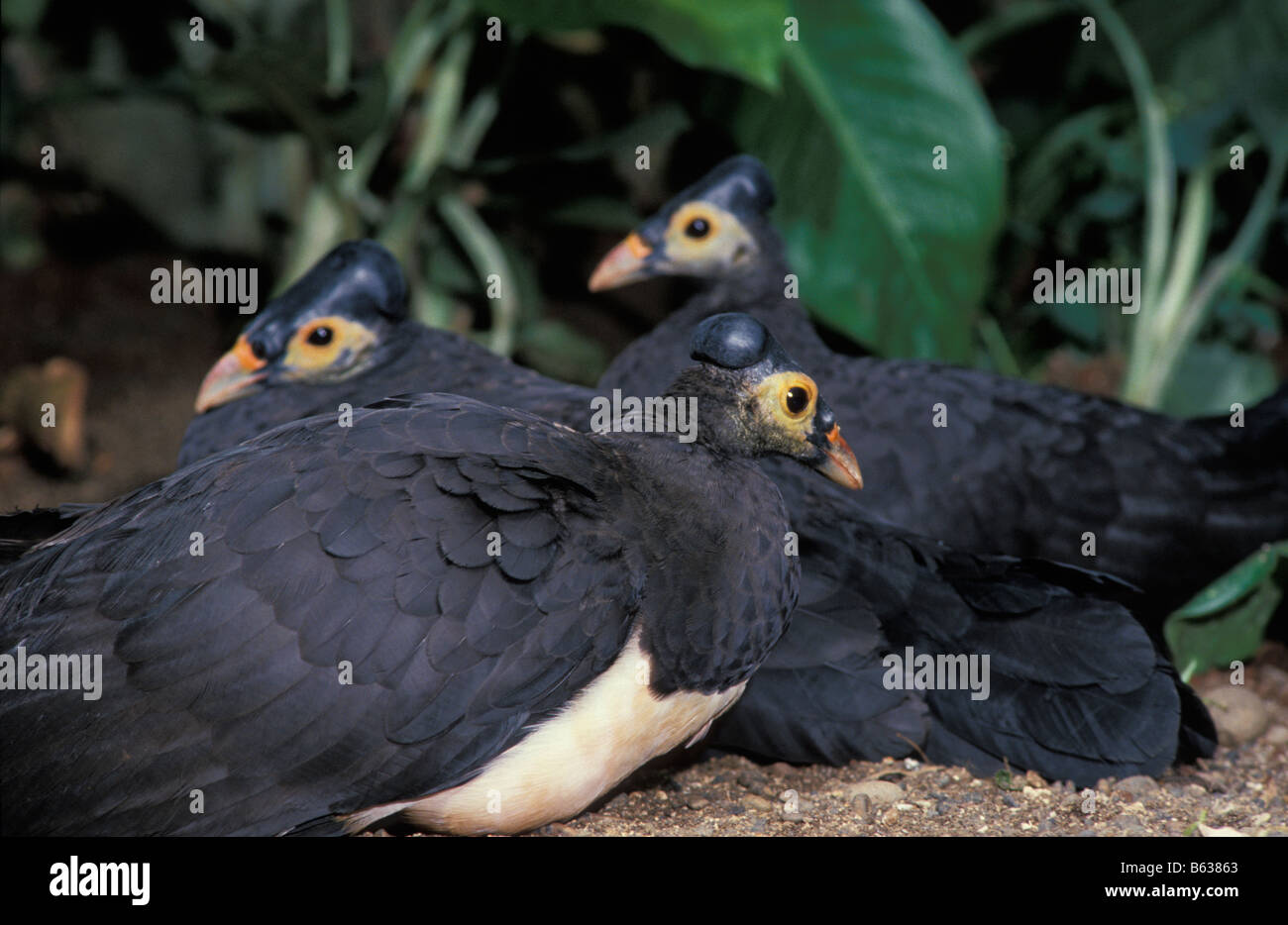 Megapode Eggs Stock Photos & Megapode Eggs Stock Images - Alamy