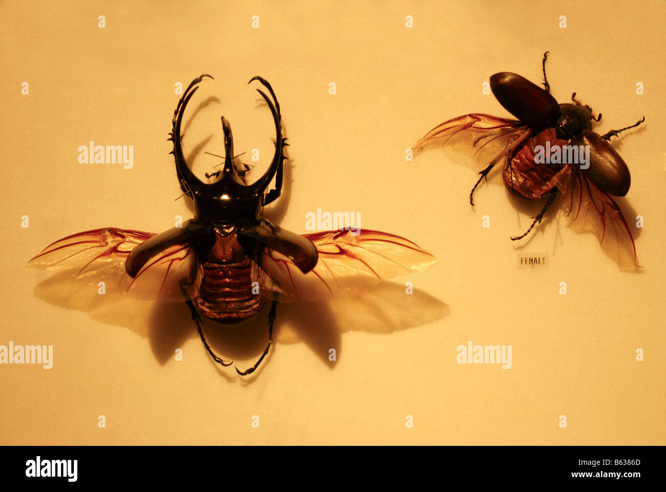 INSECT KINGDOM IN SENTOSA SINGAPORE Stock Photo - Alamy