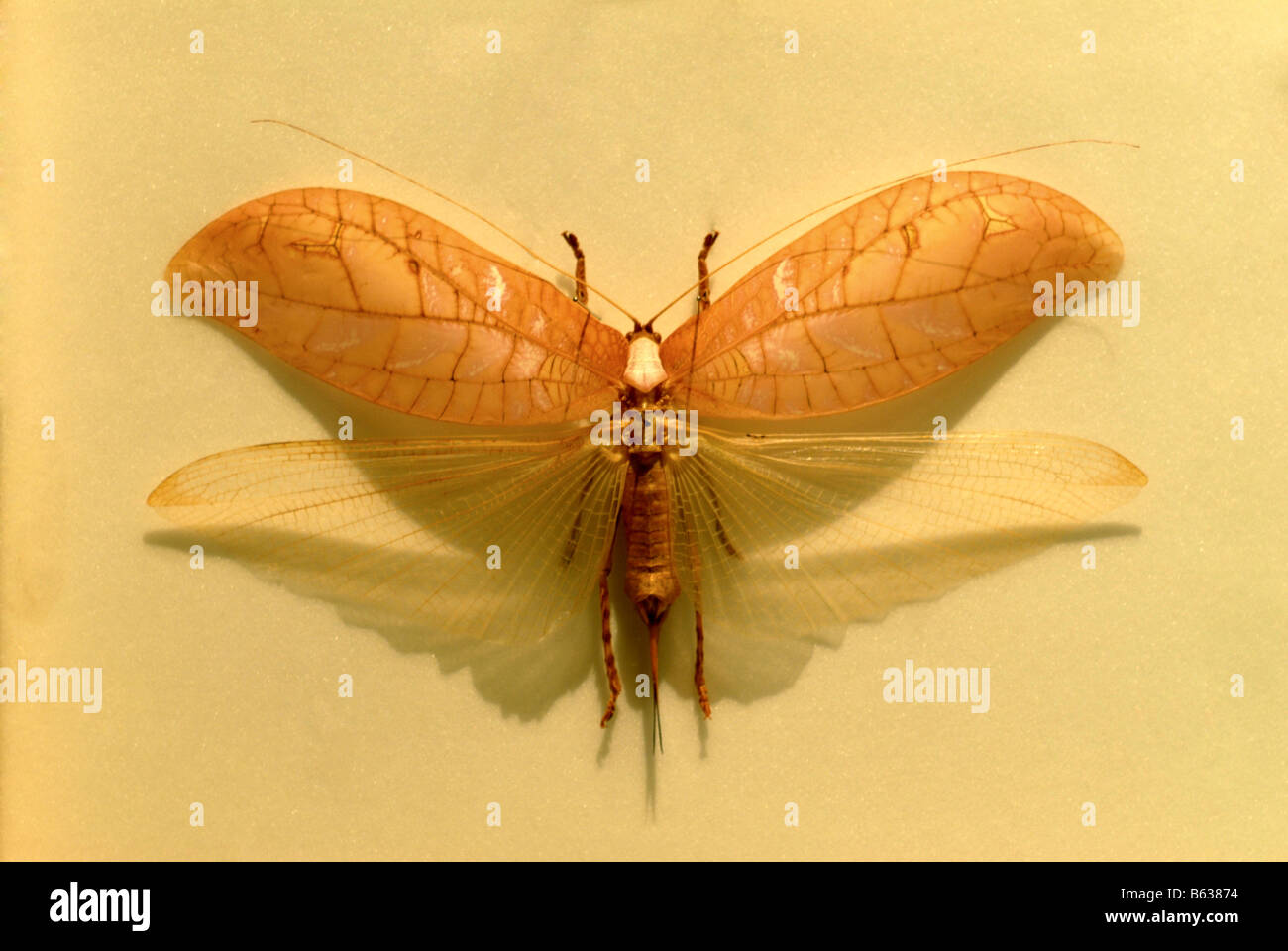 INSECT KINGDOM IN SENTOSA SINGAPORE Stock Photo - Alamy