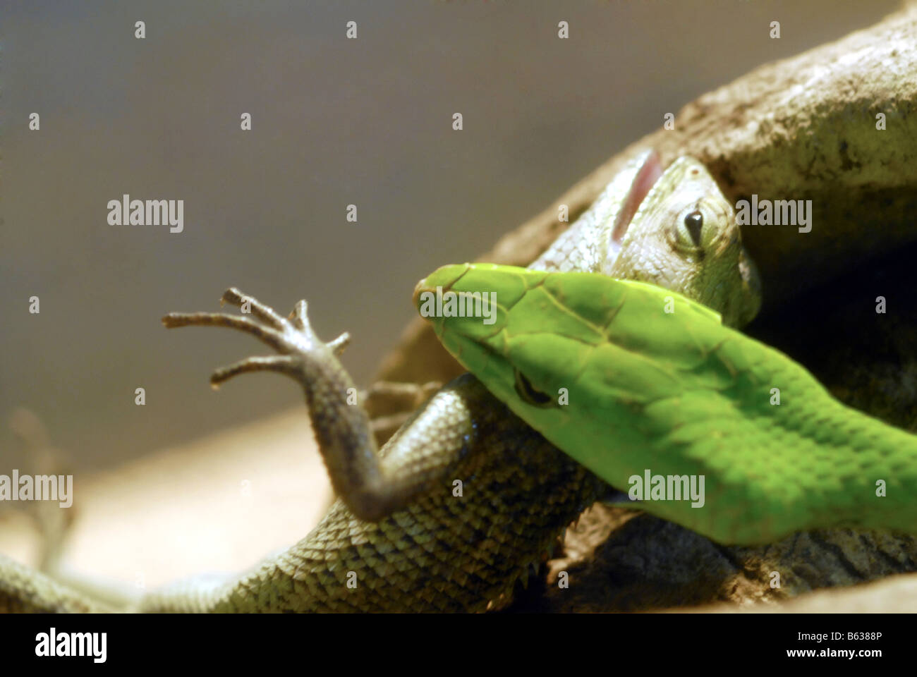 A VINE SNAKE PREYING ON A CHAMELEON IN SENTOSA SINGAPORE Stock Photo ...
