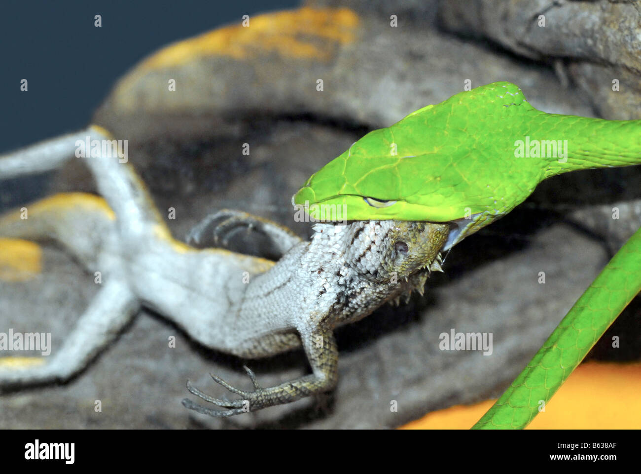 Snakes of singapore hi-res stock photography and images - Alamy
