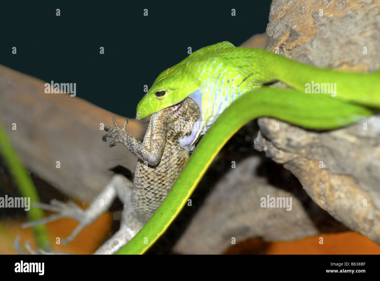 A VINE SNAKE PREYING ON A CHAMELEON IN SENTOSA SINGAPORE Stock Photo ...