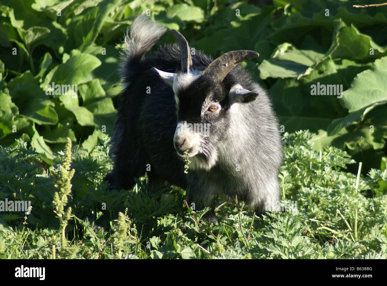 Pygmy goat kid hi-res stock photography and images - Alamy