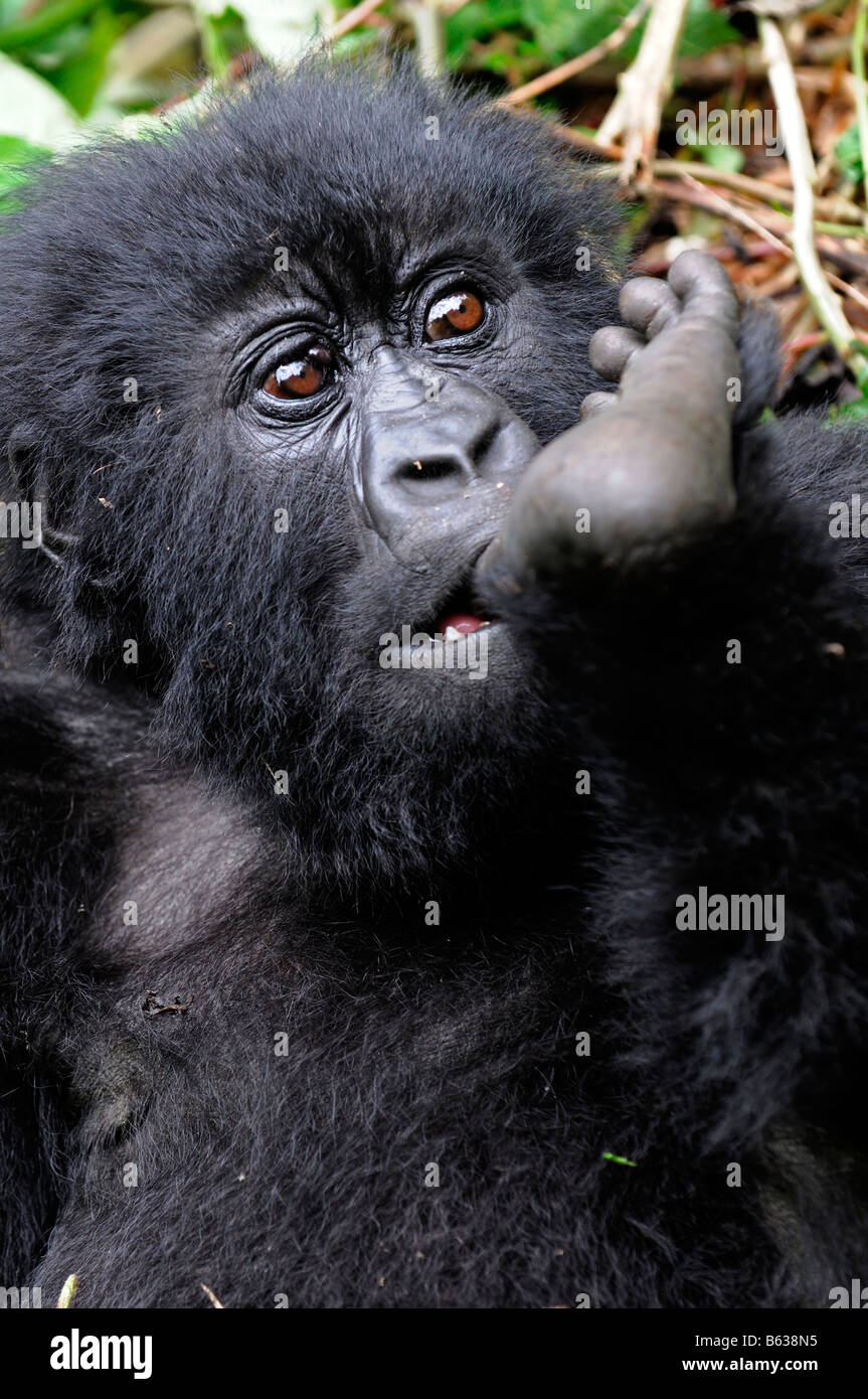 Toe sucking hi-res stock photography and images - Alamy