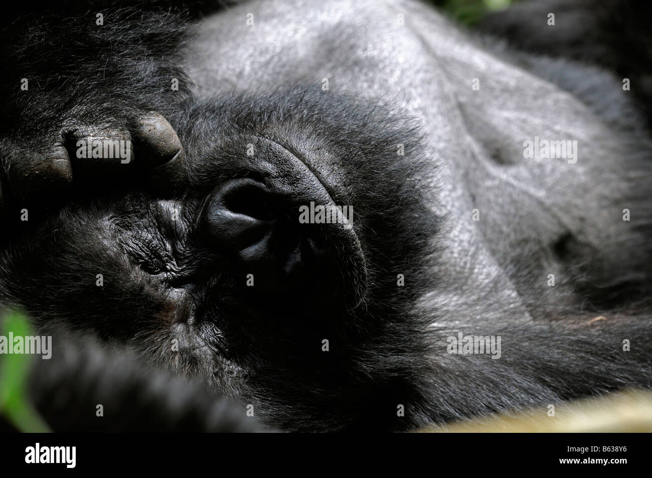 Mountain Gorilla Gorilla Beringei asleep sleep sleeping rest resting in ...
