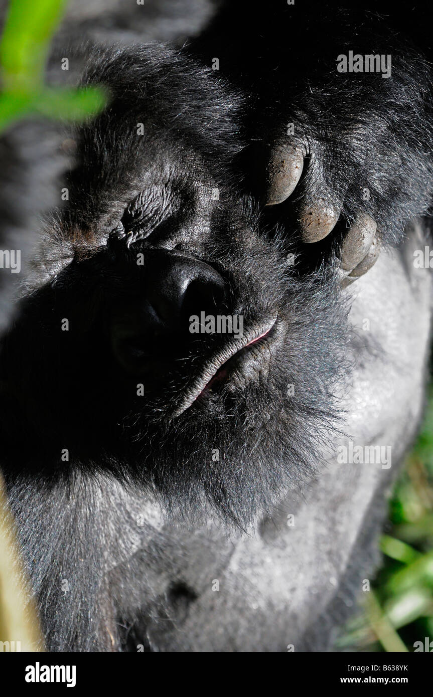 Mountain Gorilla Gorilla Beringei asleep sleep sleeping rest resting in ...