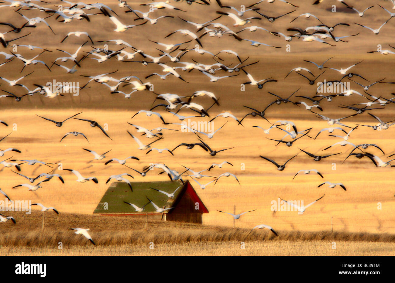 Huge flock of Snow Geese in Saskatchewan during fall migration Stock ...