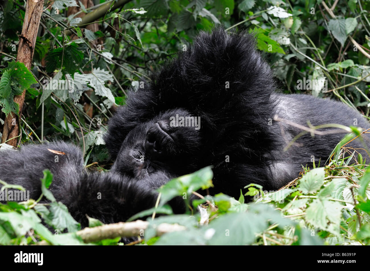 silverback male Mountain Gorilla Gorilla Beringei asleep sleep sleeping ...
