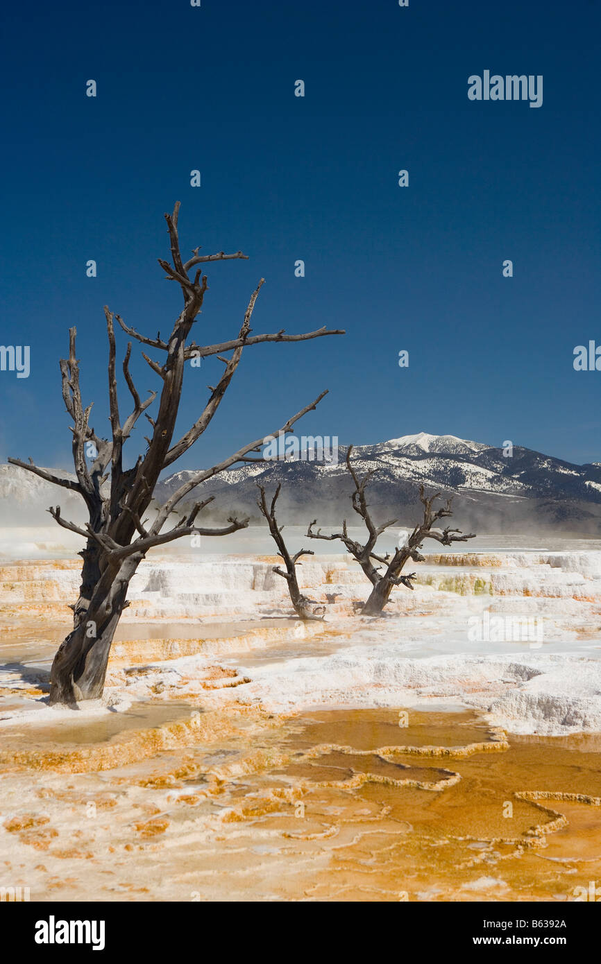 Dead trees on a landscape, Angel Terrace, Mammoth Hot Springs ...