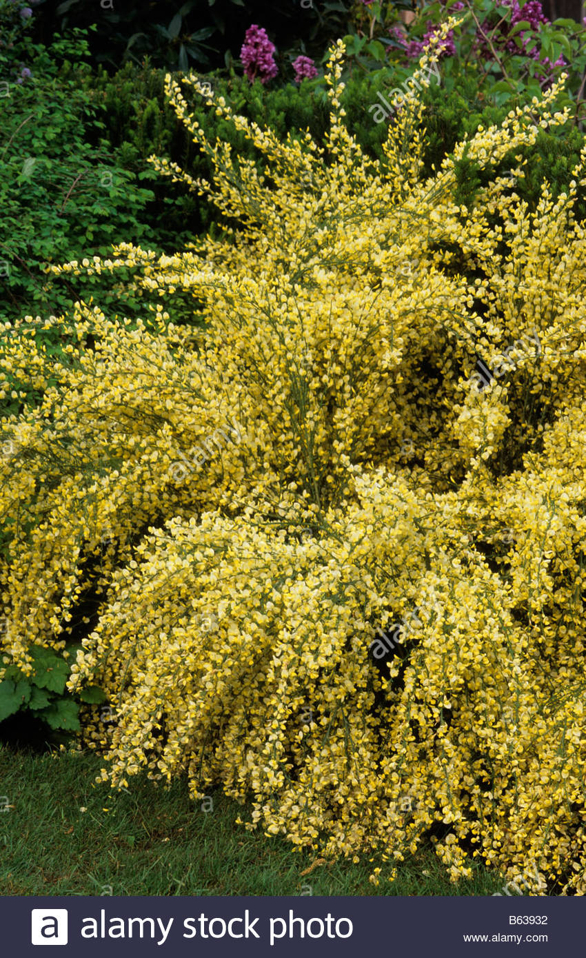 Cytisus X Praecox Stock Photos & Cytisus X Praecox Stock Images - Alamy