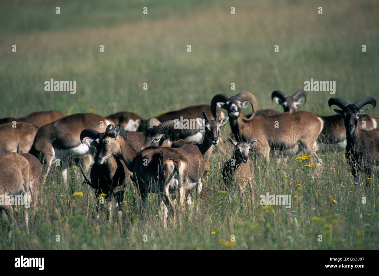 Mouflon de corse hi-res stock photography and images - Alamy